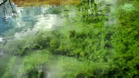 Troud Fish Swimming In Clear Water In A ... | Stock Video | Pond5