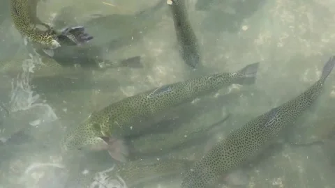 Trout fish farming in Kalam, Swat valley | Stock Video | Pond5