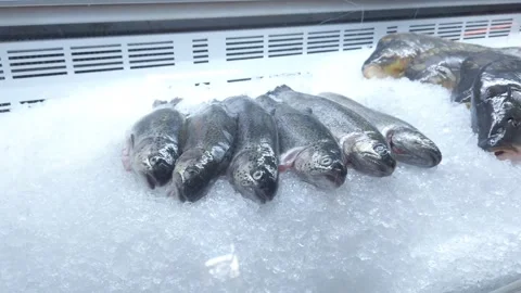 Trout fish on ice in a freezer cooler di... | Stock Video | Pond5