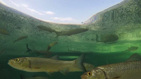 Trout fish shoaling underwater | Stock Video | Pond5