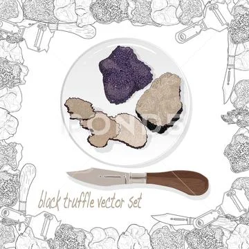 Truffle mushroom illustration on white. Vector image set: Graphic ...