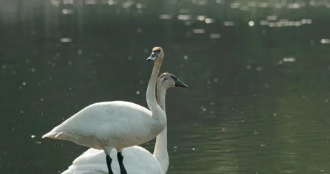 Trumpet Sounding Stock Video Footage | Royalty Free Trumpet Sounding ...