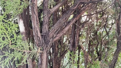 Small Trunk Stock Videos – Royalty-Free HD & 4K Videos