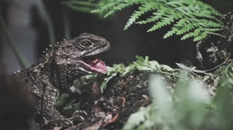 Tuatara Stock Video Footage | Royalty Free Tuatara Videos | Pond5