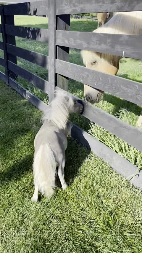 Dwarf Stock Video Footage | Royalty Free Dwarf Videos | Pond5