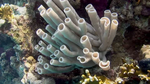 Tube coral close-up on coral reef in Red... | Stock Video | Pond5