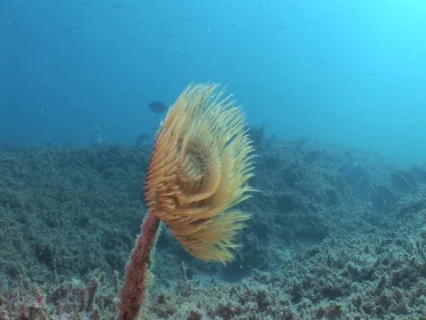 Tube With Fan Stock Videos – Royalty-Free HD & 4K Videos