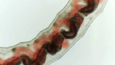 Tubifex worm under a microscope, the Nai... | Stock Video | Pond5