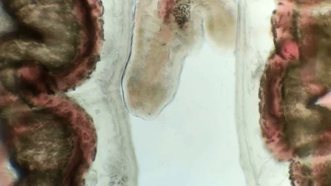 Tubifex worm under a microscope, the Nai... | Stock Video | Pond5