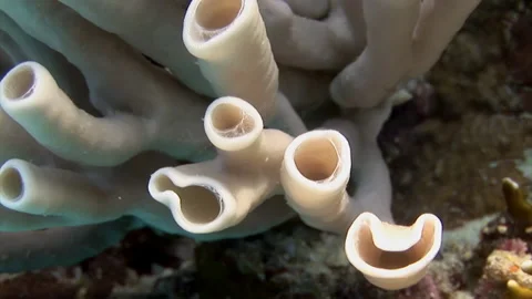 Tubular coral macro on coral reef in Red... | Stock Video | Pond5