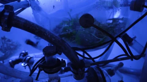 Tubular Hoses Ant Farm Blue Light Horror... | Stock Video | Pond5