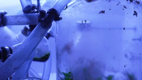 Tubular Hoses Ant Farm Blue Light Horror... | Stock Video | Pond5