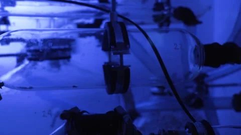 Tubular Hoses Ant Farm Blue Light Horror... | Stock Video | Pond5