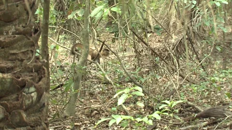 Tufted Capuchin Monkey Foraging On Groun... | Stock Video | Pond5