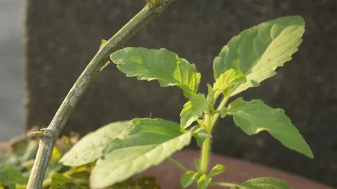 Tulasi green tree plant (Ocimum tenuiflo... | Stock Video | Pond5