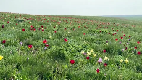 Steppe Flowers Stock Videos – Royalty-Free HD & 4K Videos