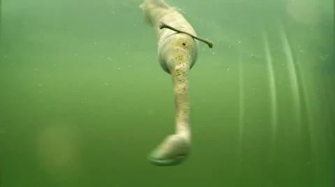 Tullimonstrum gregarium. Tully Monster. | Stock Video | Pond5