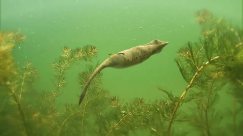 Tullimonstrum gregarium. Tully Monster. | Stock Video | Pond5