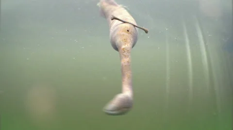 Tullimonstrum gregarium. Tully Monster. | Stock Video | Pond5