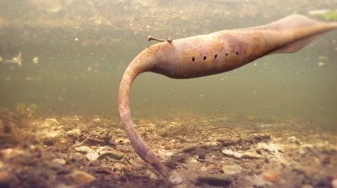Tullimonstrum gregarium. Tully Monster. | Stock Video | Pond5
