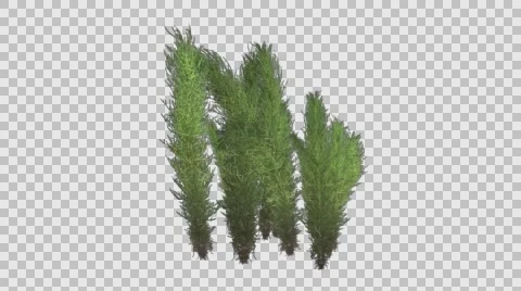 Growing Grass Animation Stock Footage ~ Royalty Free Stock Videos | Pond5