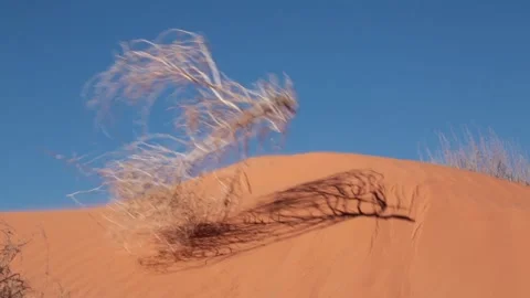 Tumbleweeds Stock Video Footage | Royalty Free Tumbleweeds Videos | Pond5