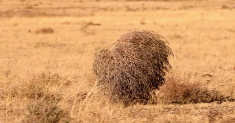 Tumbleweed Stock Videos – Royalty-Free HD & 4K Videos