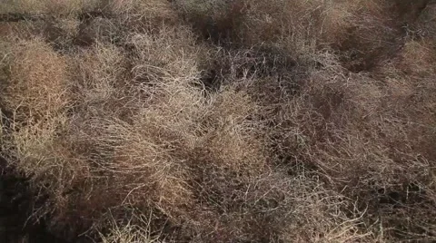 Tumbleweeds Stock Video Footage | Royalty Free Tumbleweeds Videos | Pond5