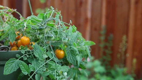 Tomato Tom Stock Videos – Royalty-Free HD & 4K Videos | Pond5