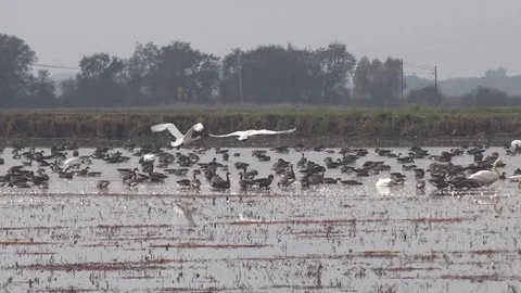 Tundra Swan Stock Video Footage | Royalty Free Tundra Swan Videos | Pond5