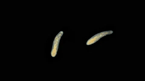 Phylum Platyhelminthes Stock Videos – Royalty-Free HD & 4K Videos