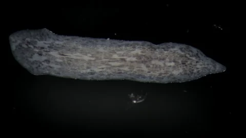Planaria Stock Footage ~ Royalty Free Stock Videos | Pond5
