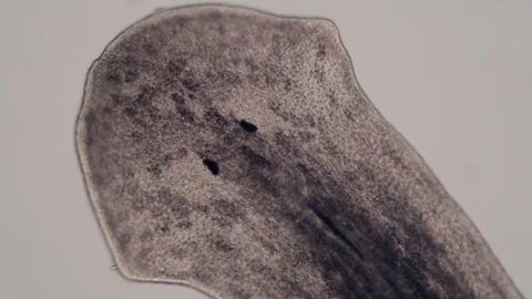 Planaria Stock Footage ~ Royalty Free Stock Videos | Pond5
