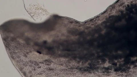 Planaria Stock Footage ~ Royalty Free Stock Videos | Pond5