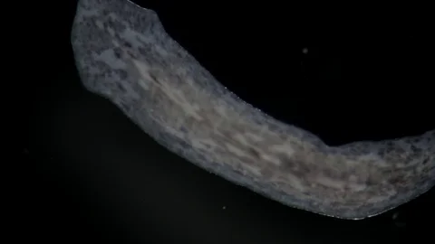 Planaria Stock Footage ~ Royalty Free Stock Videos | Pond5