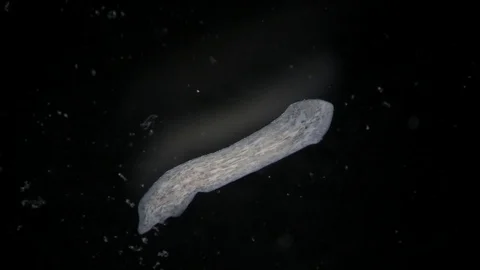 Planaria Stock Footage ~ Royalty Free Stock Videos | Pond5