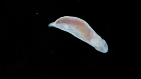 Turbellaria worm under the microscope, P... | Stock Video | Pond5