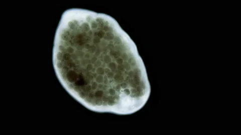 Phylum Platyhelminthes Stock Videos – Royalty-Free HD & 4K Videos
