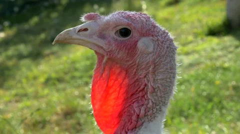 Turkey bird high definition head shoot ... | Stock Video | Pond5