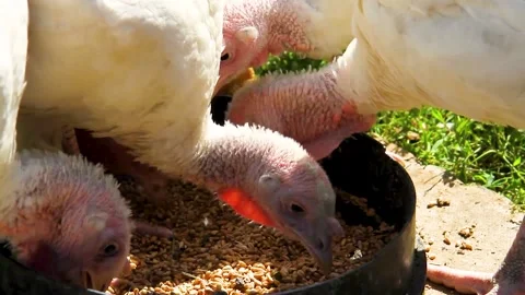 Turkey chicks eat wheat. Feeding turkeys... | Stock Video | Pond5