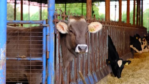 Turkey, on the cow farm, cows eating, mi... | Stock Video | Pond5