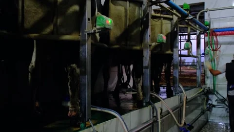 Turkey, on the cow farm, cows eating, mi... | Stock Video | Pond5