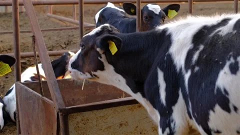 Turkey, on the cow farm, cows eating, mi... | Stock Video | Pond5