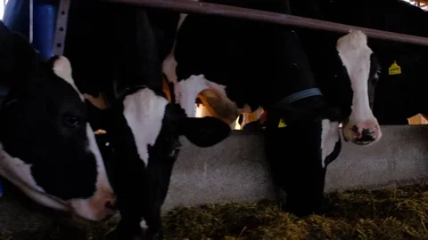 Turkey, on the cow farm, cows eating, mi... | Stock Video | Pond5