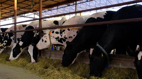 Turkey, on the cow farm, cows eating, mi... | Stock Video | Pond5