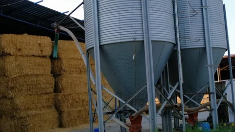 Turkey, on the cow farm, cows eating, mi... | Stock Video | Pond5