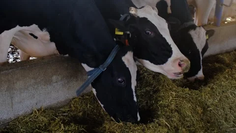 Turkey, on the cow farm, cows eating, mi... | Stock Video | Pond5