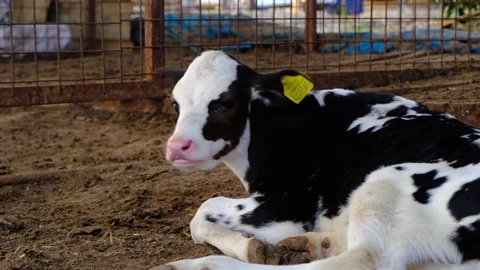 Turkey, on the cow farm, cows eating, mi... | Stock Video | Pond5