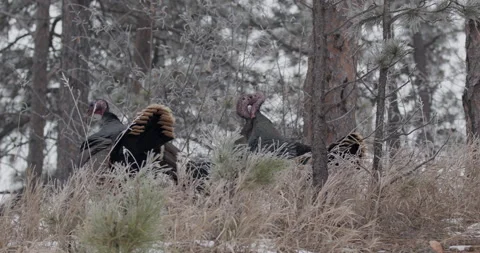 Turkey Winter Stock Footage ~ Royalty Free Stock Videos | Pond5