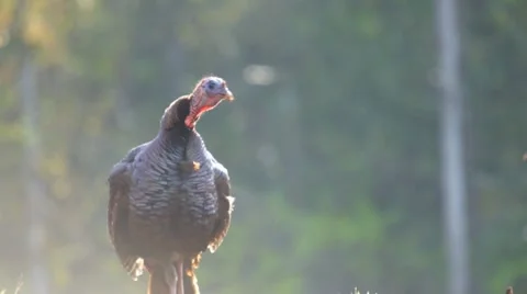 Gobble Stock Footage ~ Royalty Free Stock Videos | Pond5